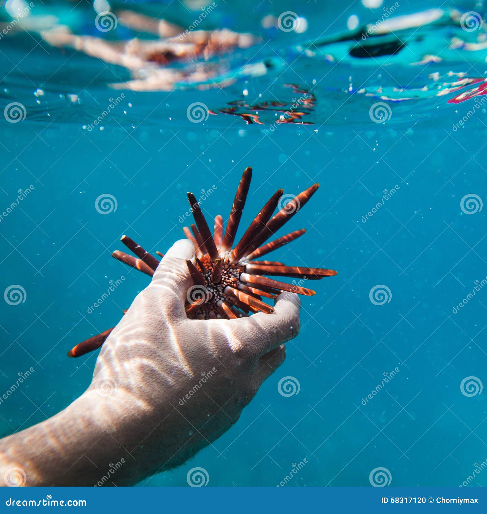 Hand holding tropical Fish stock photo. Image of water - 68317120