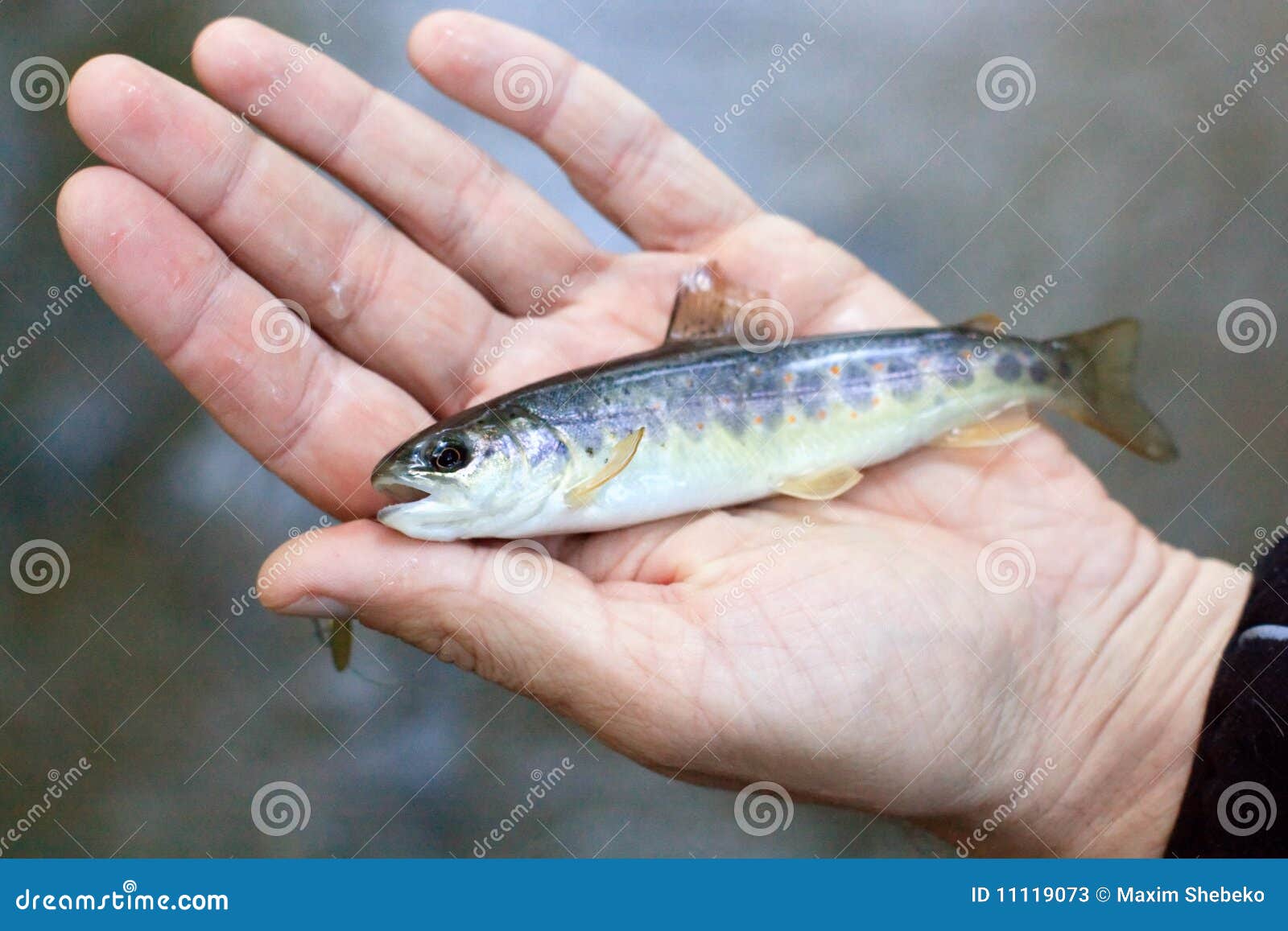 Hand holding trout stock image. Image of gills, health - 11119073