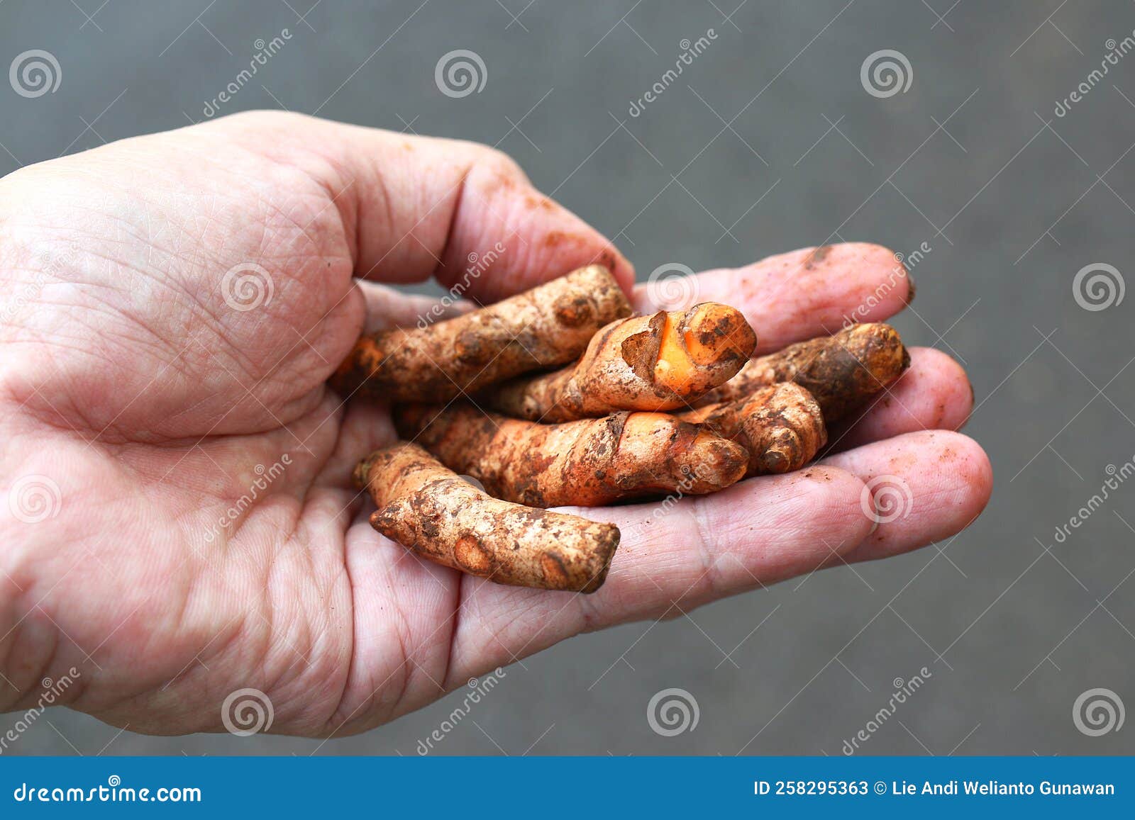 A hand holding turmeric stock image. Image of display - 258295363