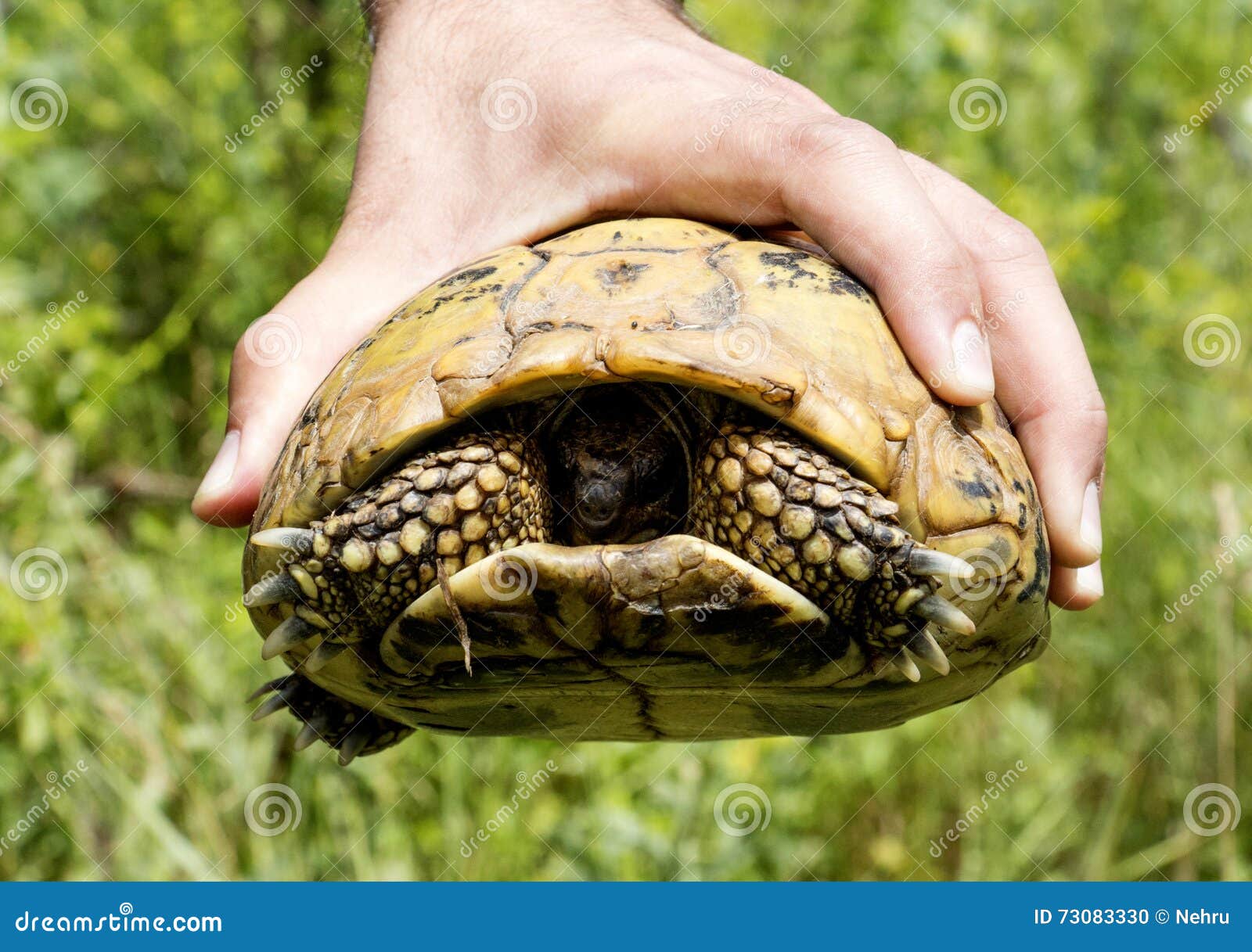 Hand holding turtle stock photo. Image of zoology, juvi - 73083330
