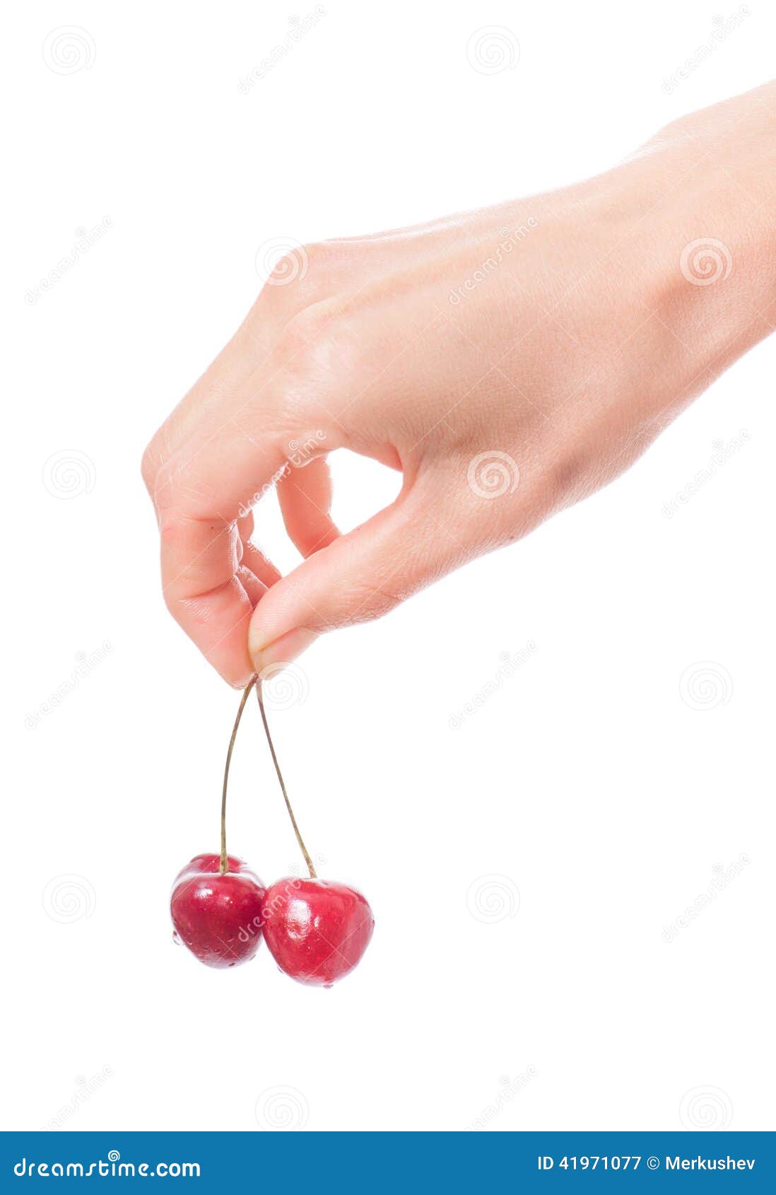 Hand Holding Two Cherries on White Background Stock Image - Image of ...