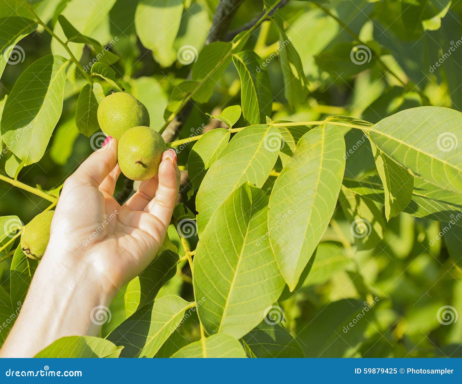 Hand holding walnut stock image. Image of shell, plant - 59879425