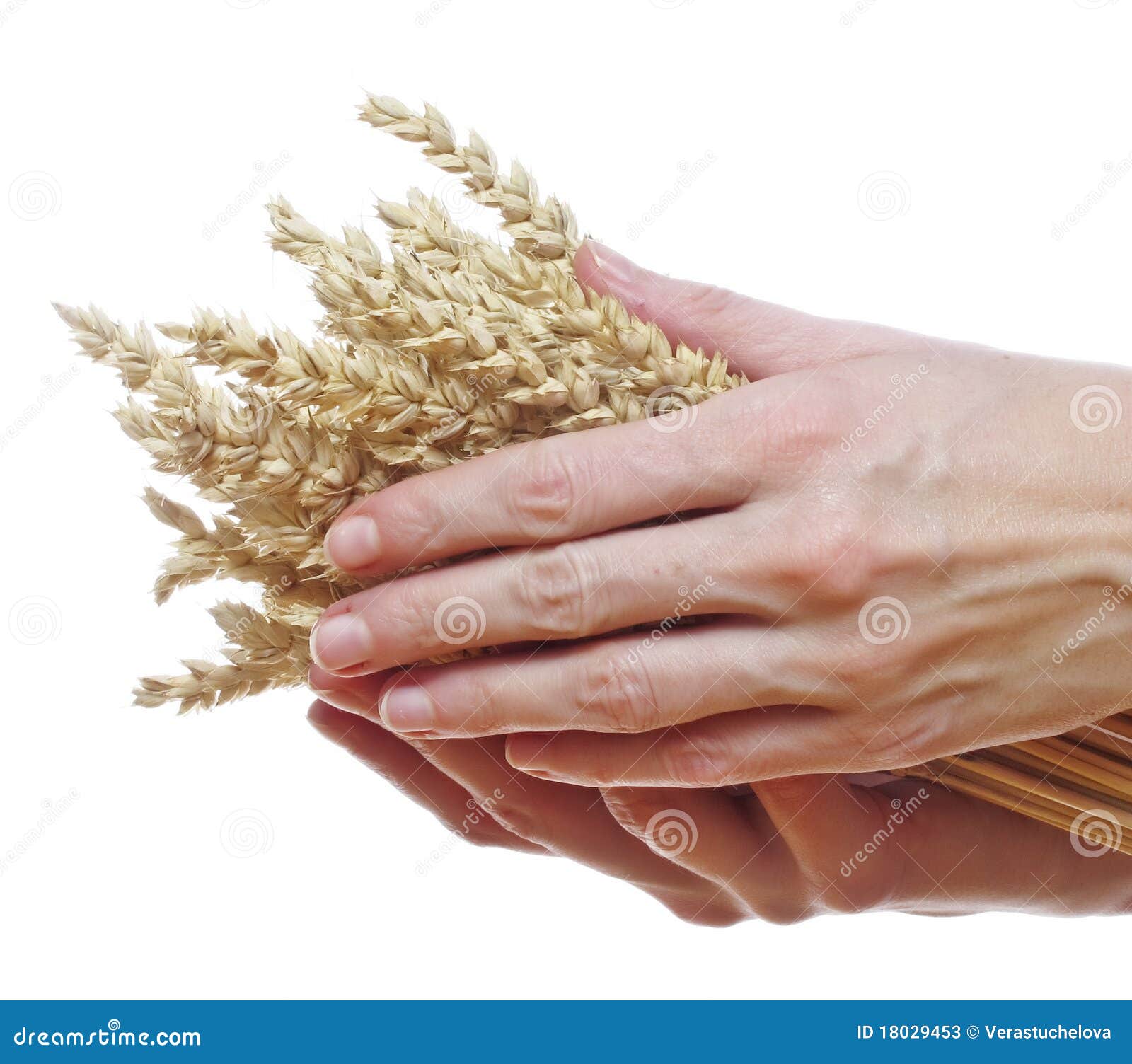 Hand holding wheat stock image. Image of harvest, food - 18029453