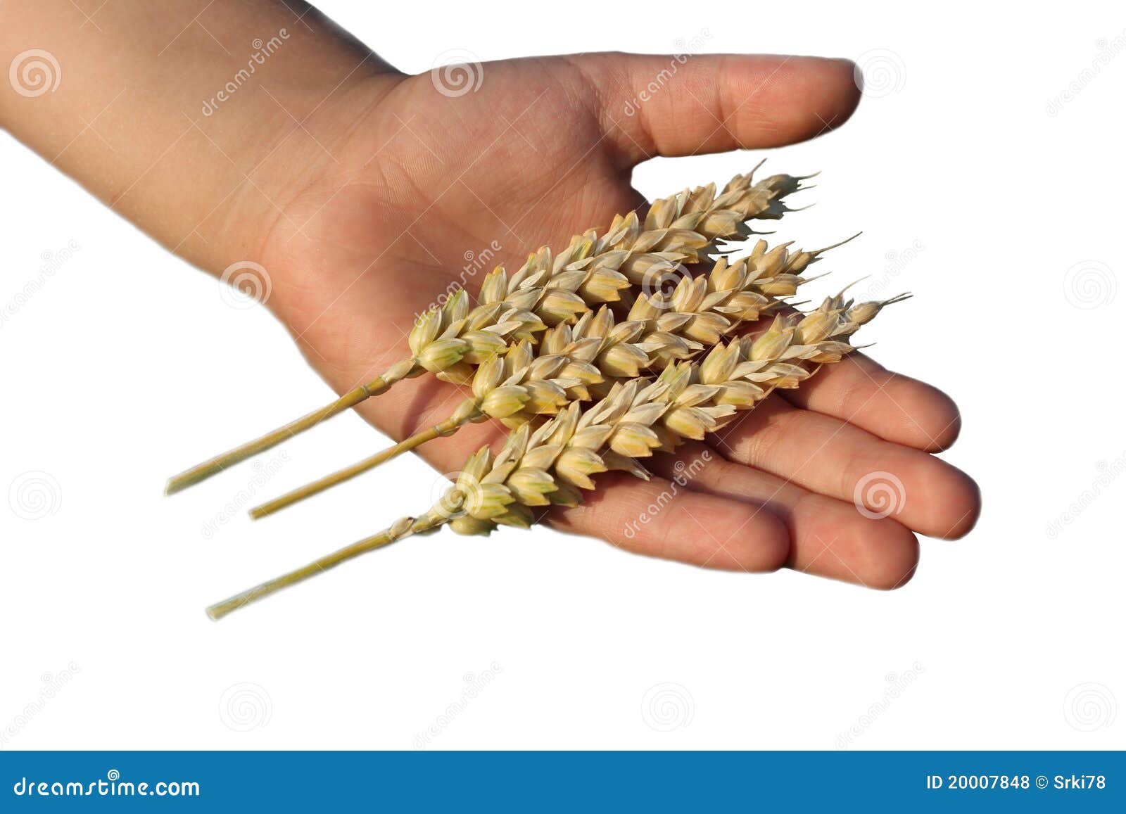 Hand holding wheat grain stock photo. Image of isolated - 20007848