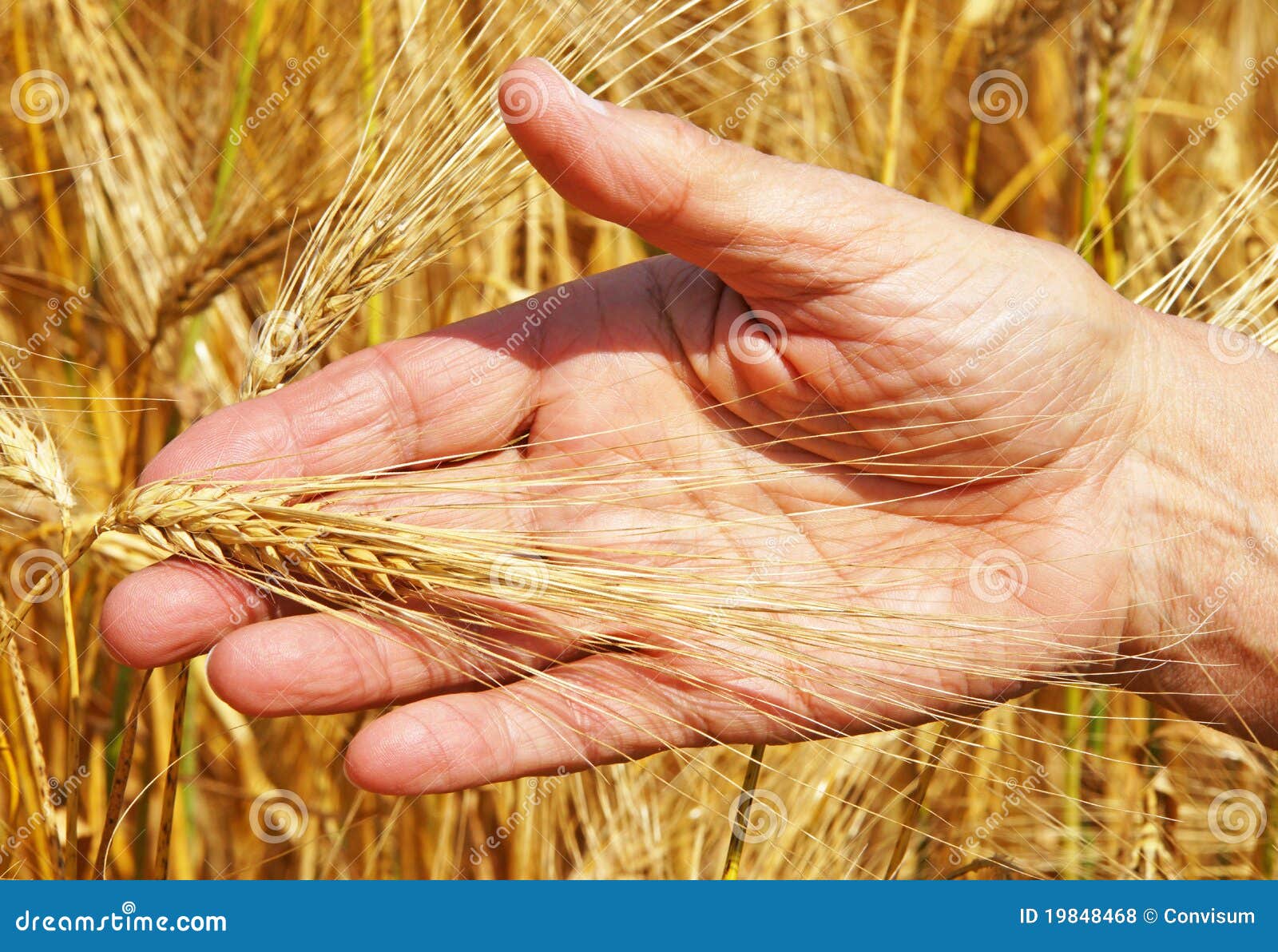 Hand holding wheat stalk stock photo. Image of grain - 19848468