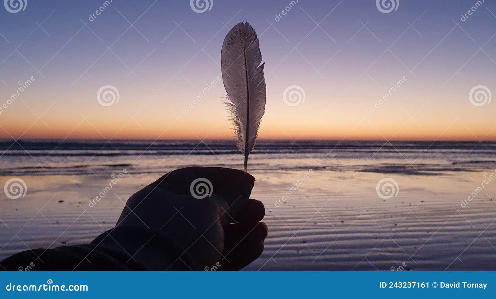 Hand Holding a White Feather Backlit at Sunset. Stock Image - Image of ...