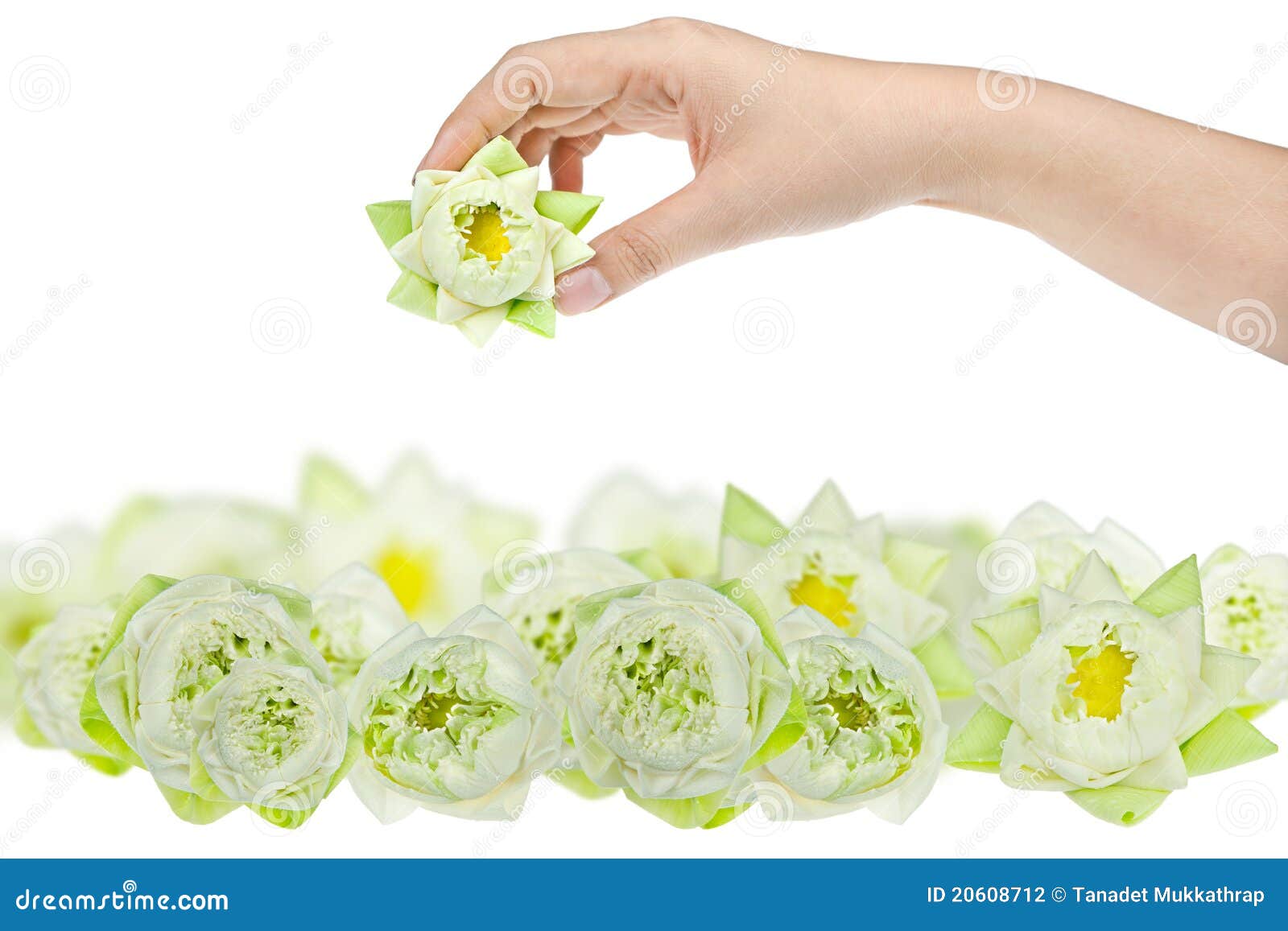 Hand holding white lotus stock photo. Image of healthy - 20608712