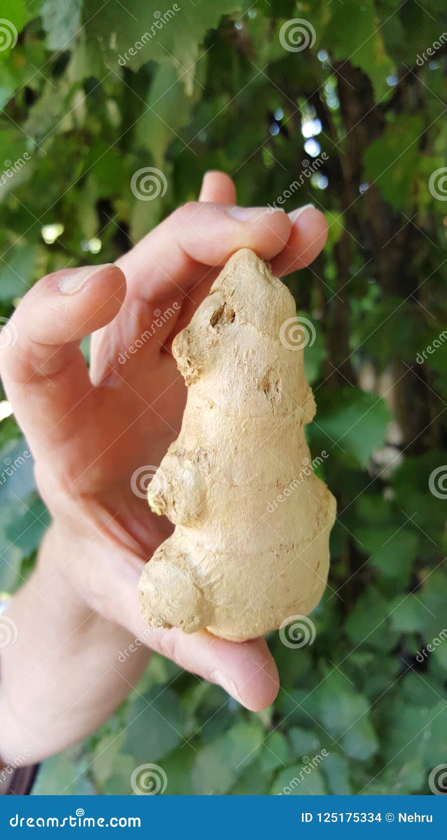 Hand Holding Whole Ginger on a Green Leaves Background Stock Photo ...