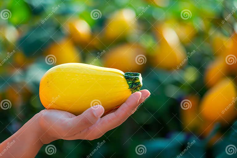 Hand Holding Yellow Squash with Blurred Squash Selection Background ...