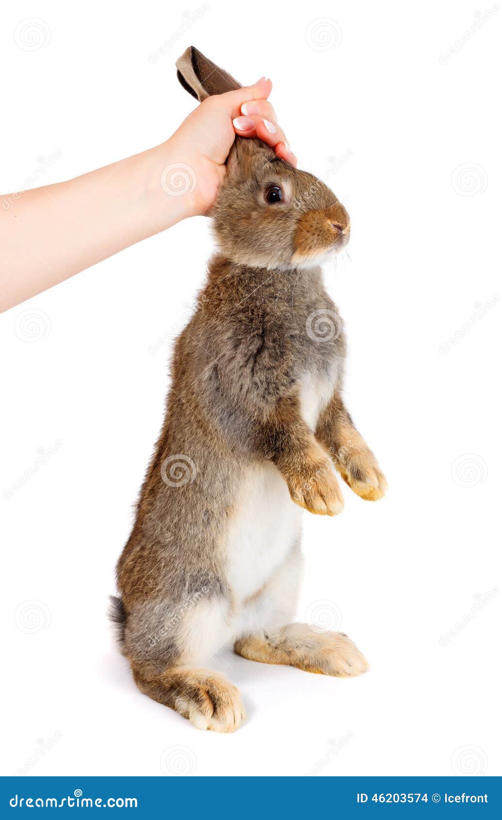 Hand Holding a Young Brown Rabbit Stock Photo - Image of holding, ears ...