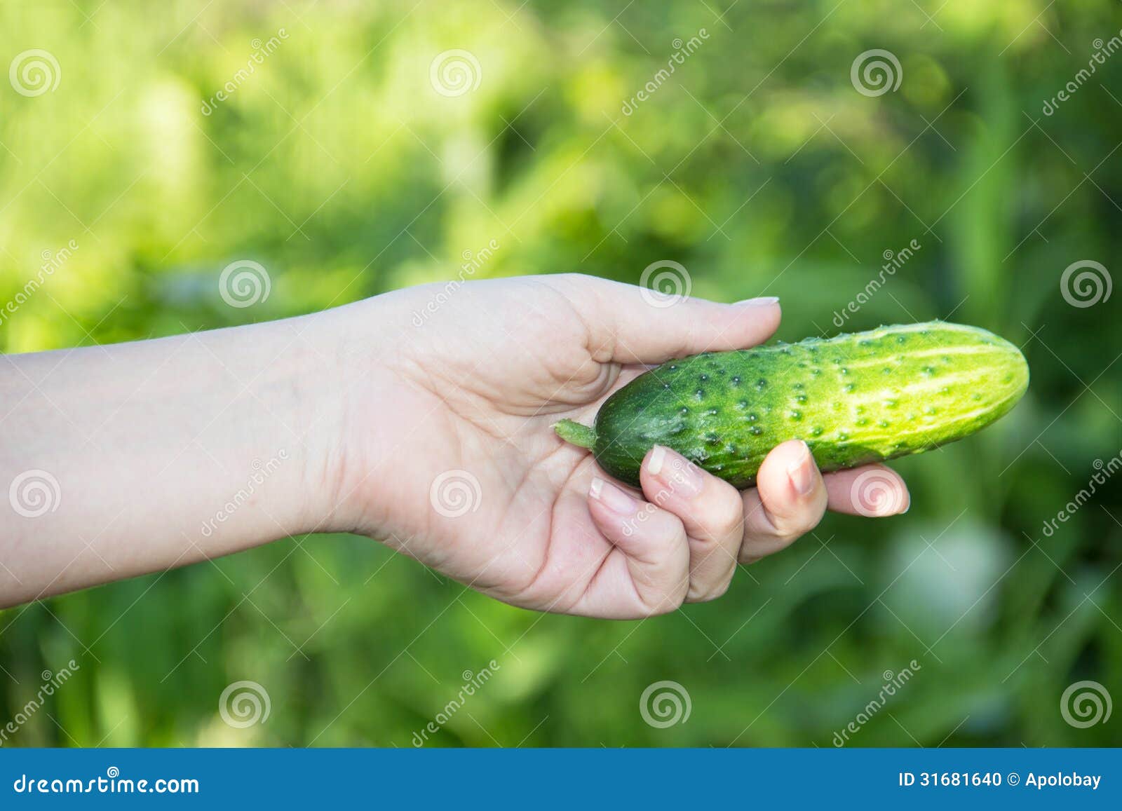 Hand Holding a Young Cucumber Stock Photo - Image of hold, gardening ...