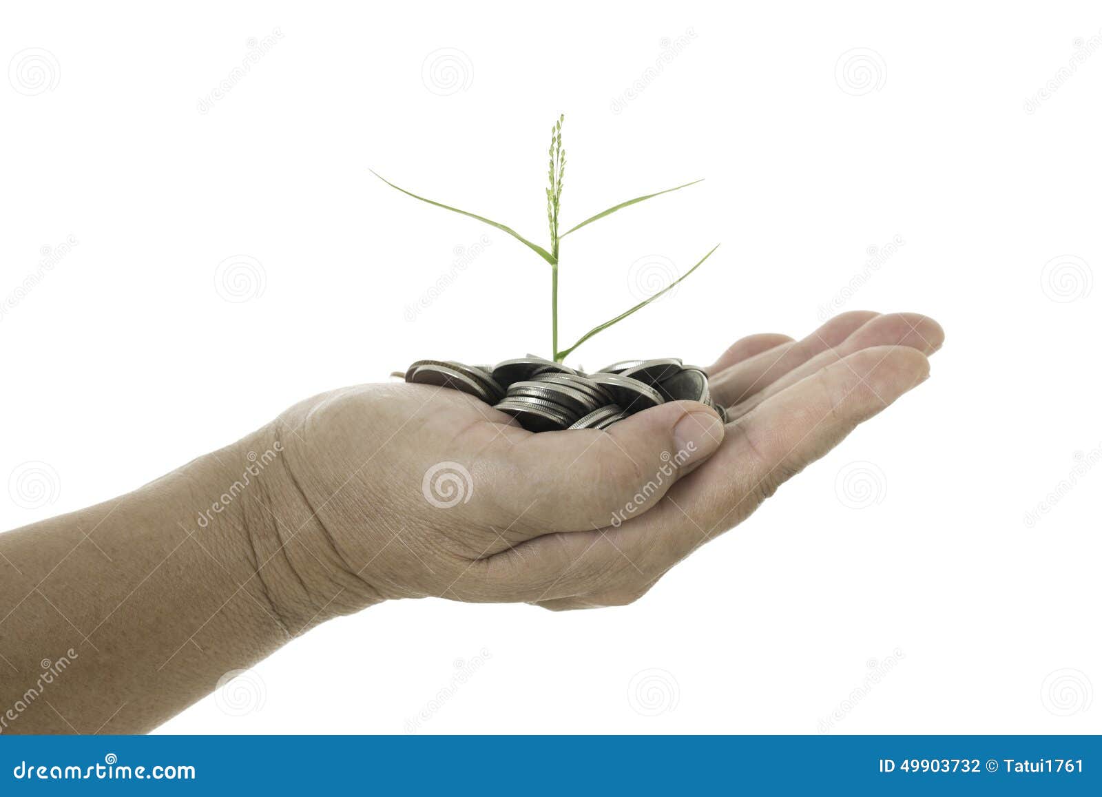 Hand Holding a Young Tree Growing on Coins on White Background Stock ...