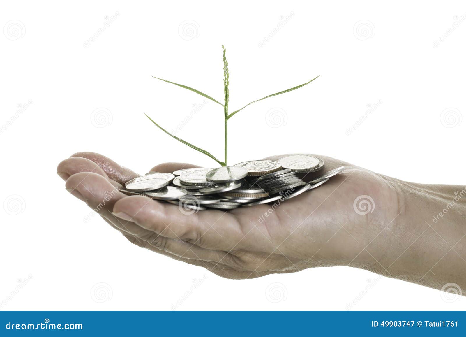 Hand Holding a Young Tree Growing on Coins on White Background Stock ...