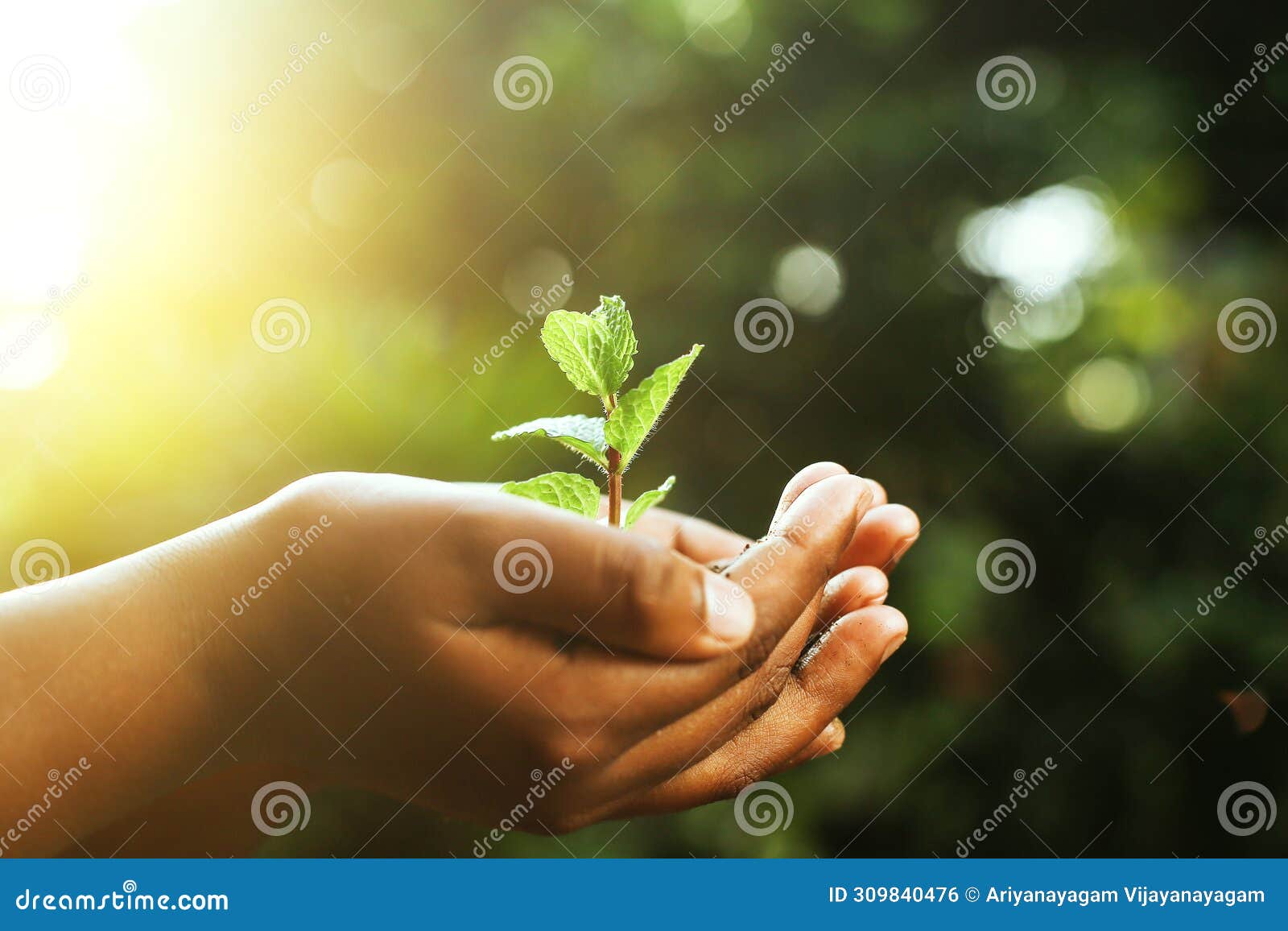 Hand Holding a Young Tree Sapling,caring for Plants Stock Photo - Image ...
