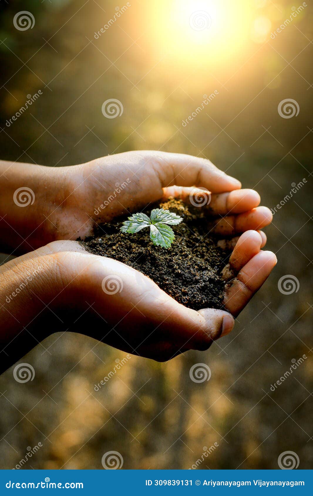 Hand Holding a Young Tree Sapling,caring for Plants Stock Image - Image ...