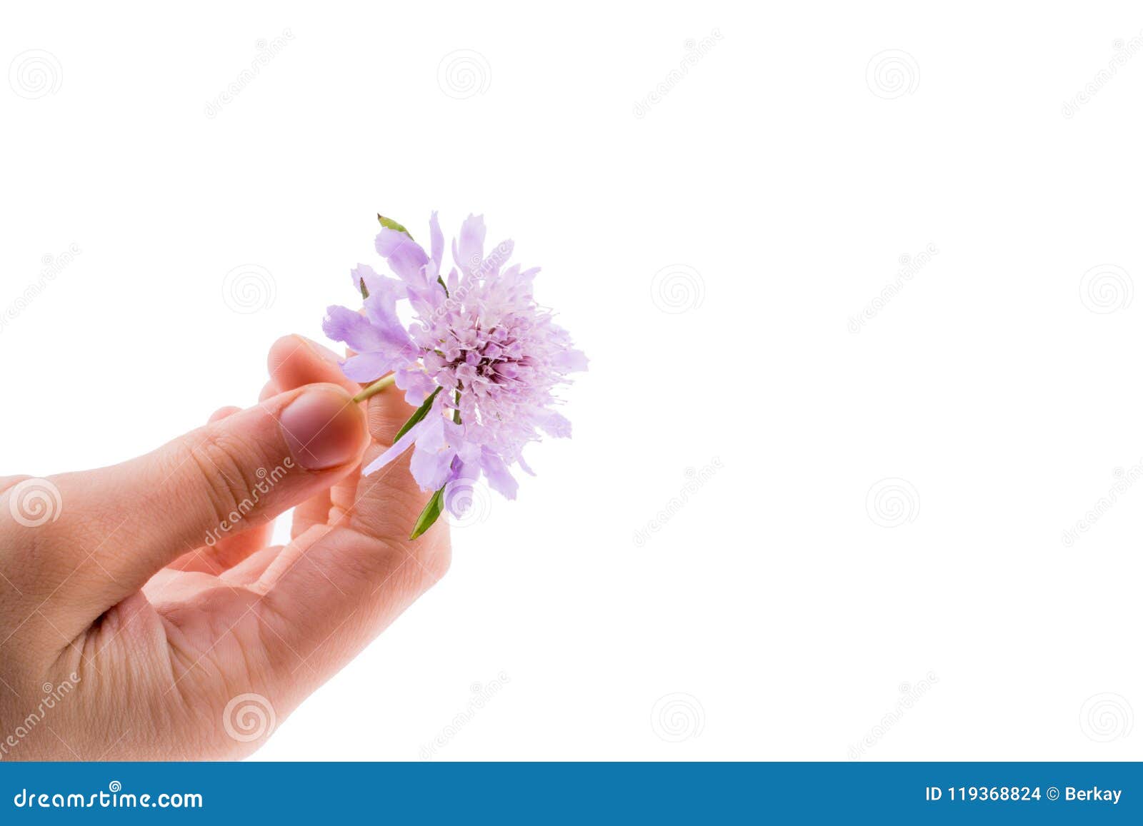 Hand HoldingA Purple Flower Stock Photo - Image of bloom, symbol: 119368824