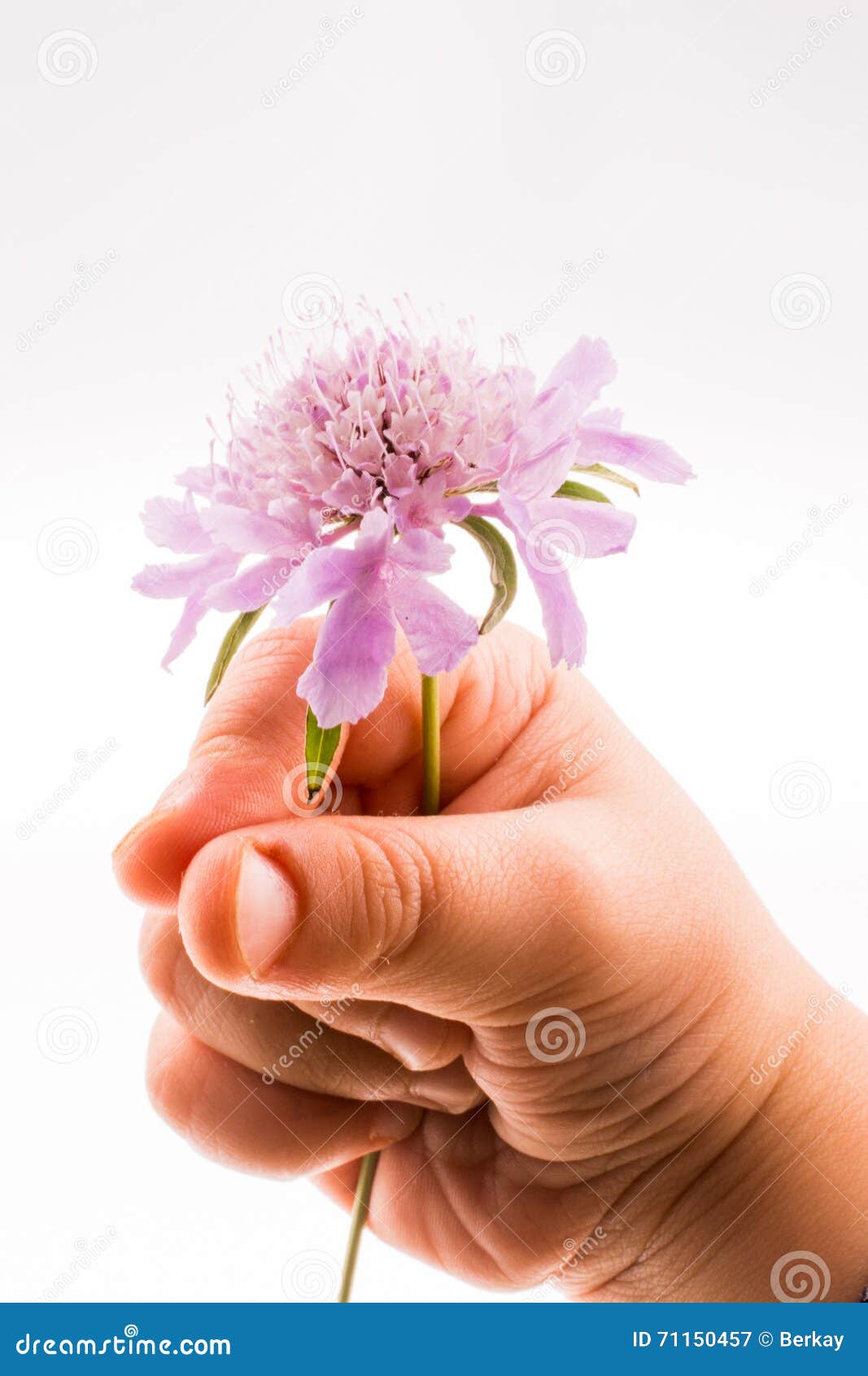 Hand HoldingA Purple Flower Stock Image - Image of growth, garden: 71150457