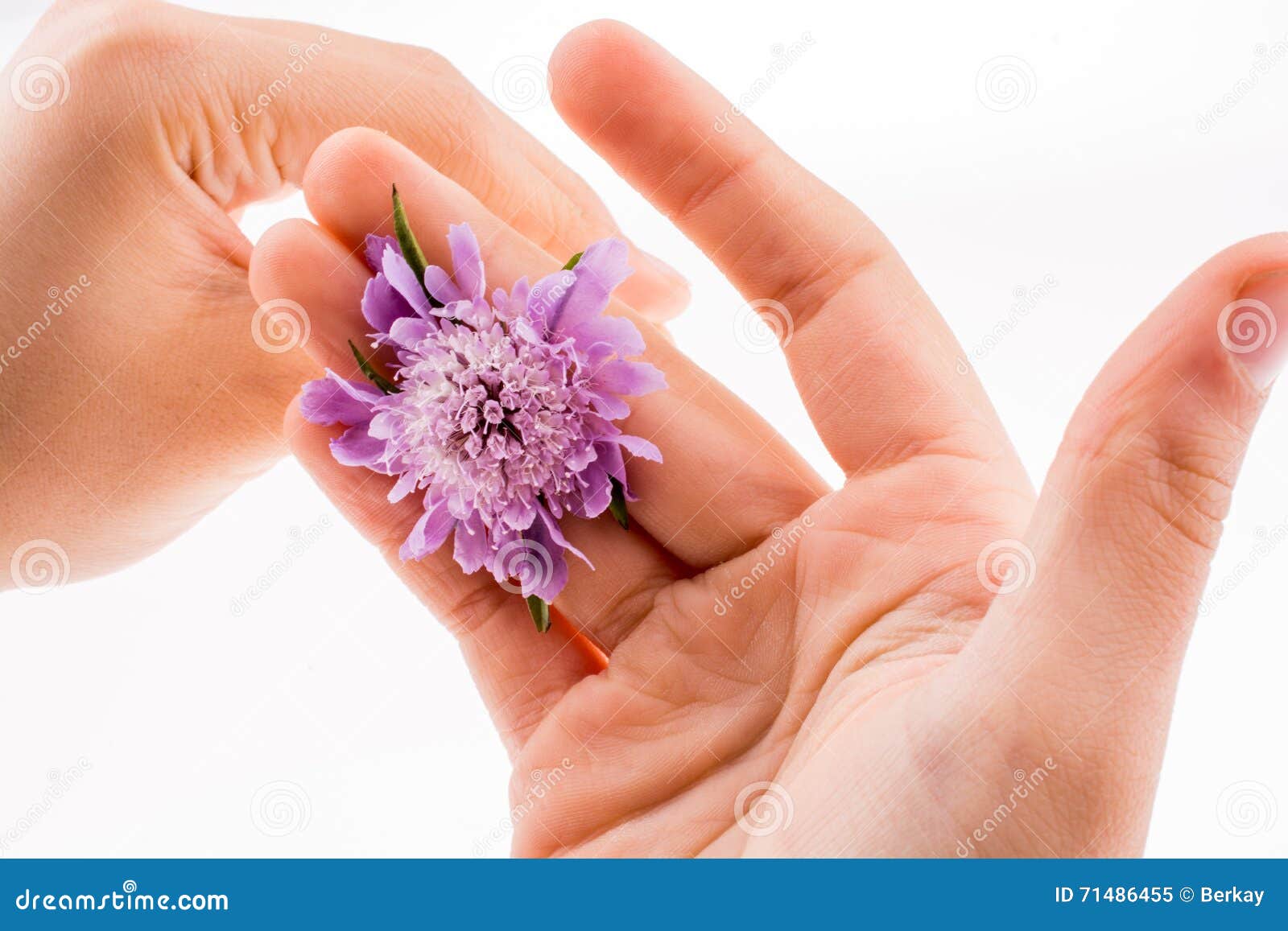 Hand HoldingA Purple Flower Stock Image - Image of growth, hold: 71486455