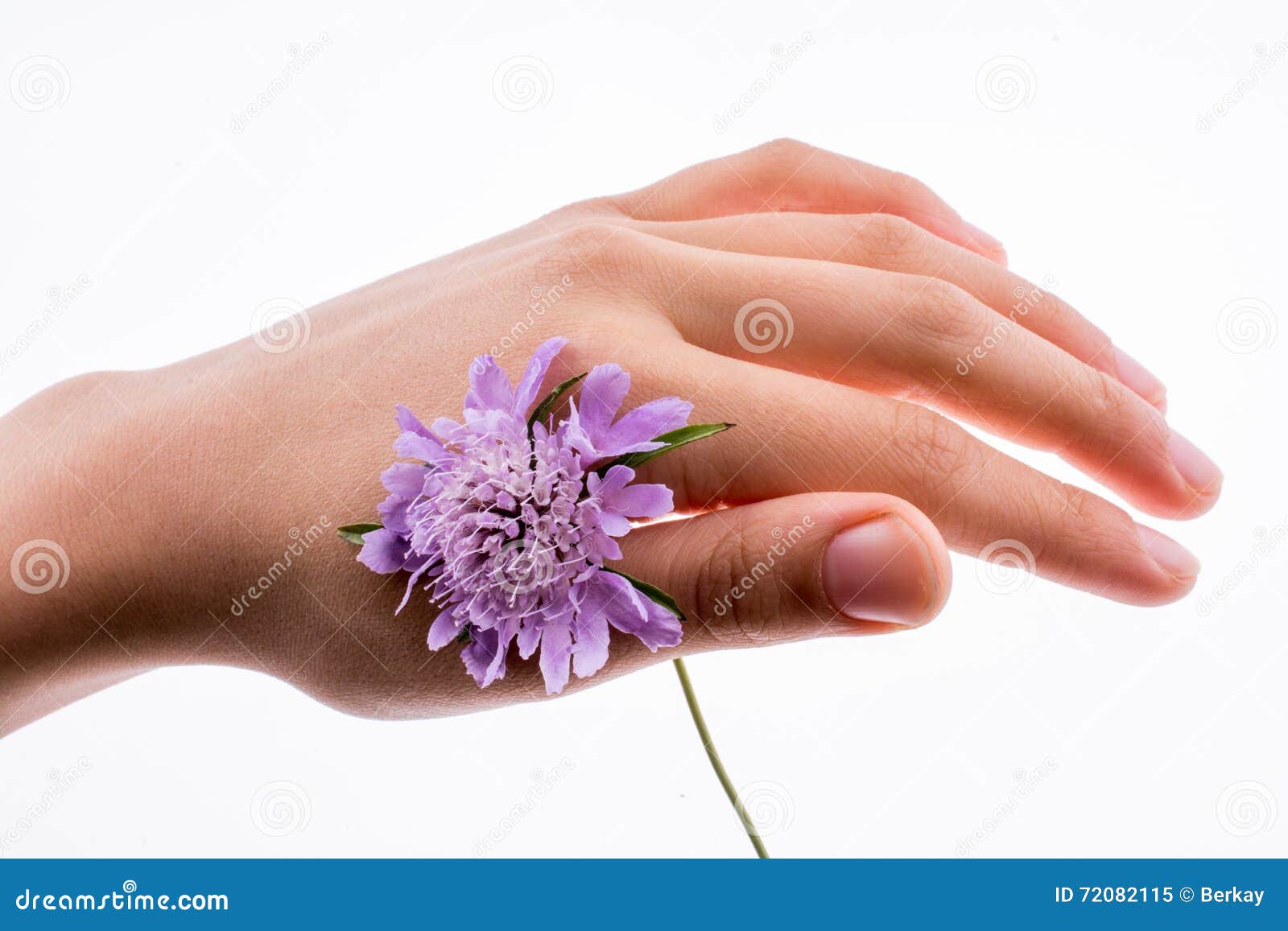 Hand HoldingA Purple Flower Stock Image - Image of flower, green: 72082115