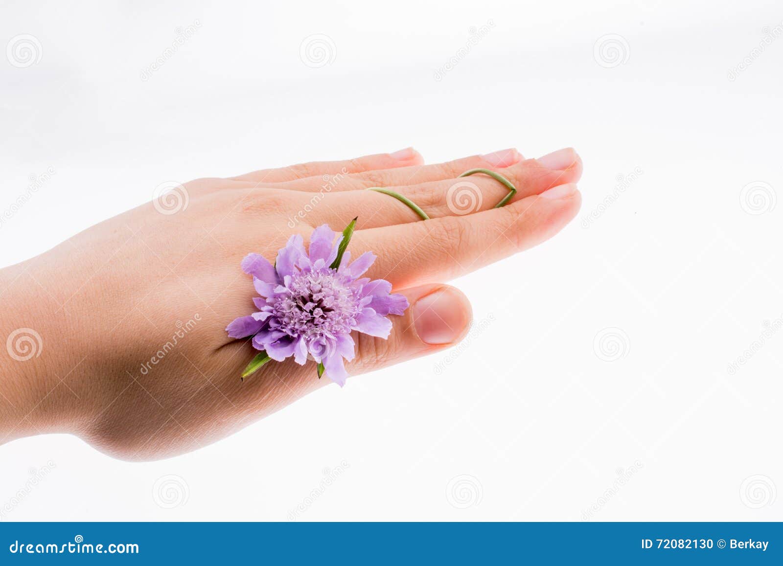Hand HoldingA Purple Flower Stock Photo - Image of abstract, spring ...
