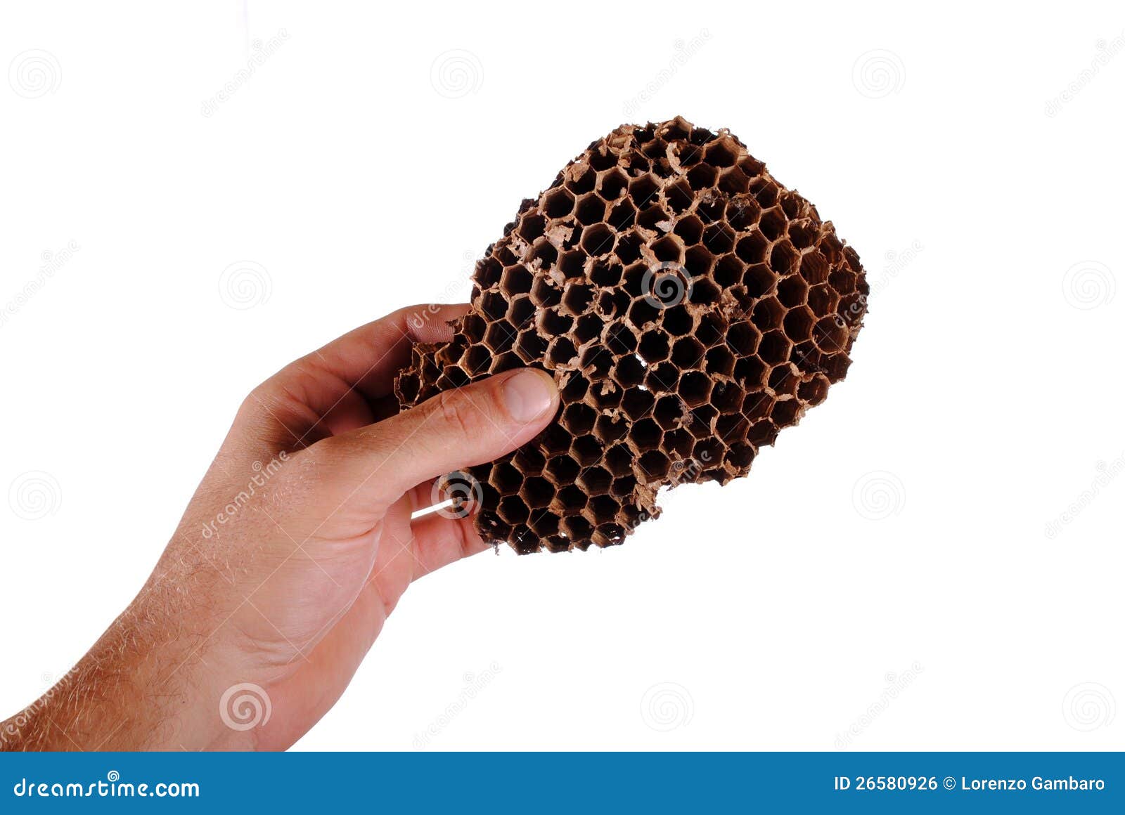 Hand holds a bee hive stock photo. Image of summer, hive - 26580926