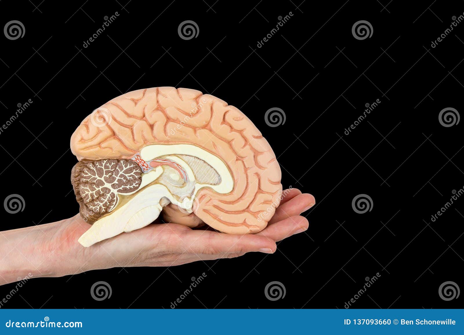 Hand Holds Brain Hemisphere on Black Background Stock Photo - Image of ...