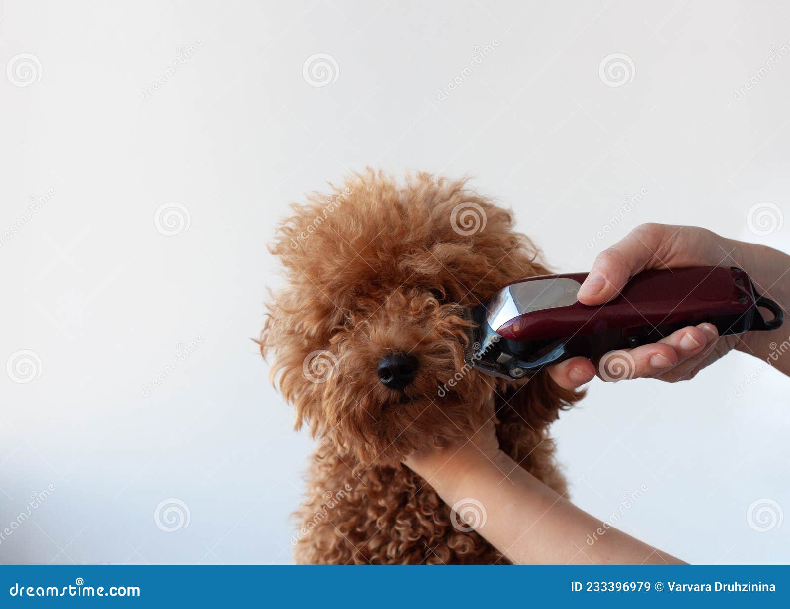 The Hand Holds the Clipper at the Nose of the Poodle. the Concept of ...
