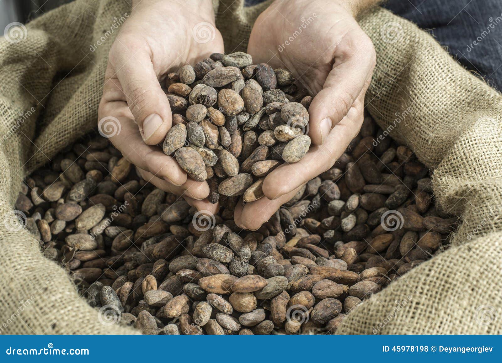 Hand And Cocoa Beans. The Chocolat In Process Stock Photography ...