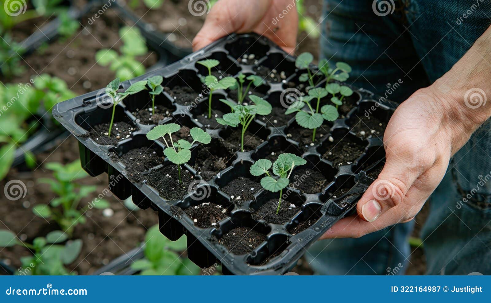A Hand Holds a Freshly Filled Compostable Seed Tray Ready for Planting ...