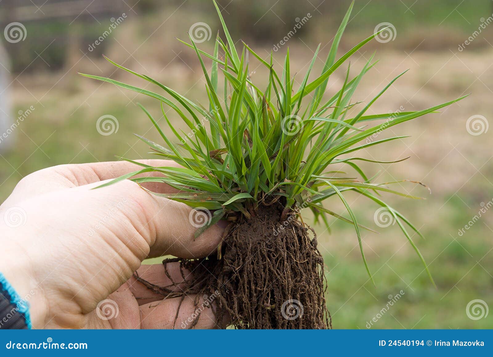 Hand holds the grass stock photo. Image of green, outdoor - 24540194