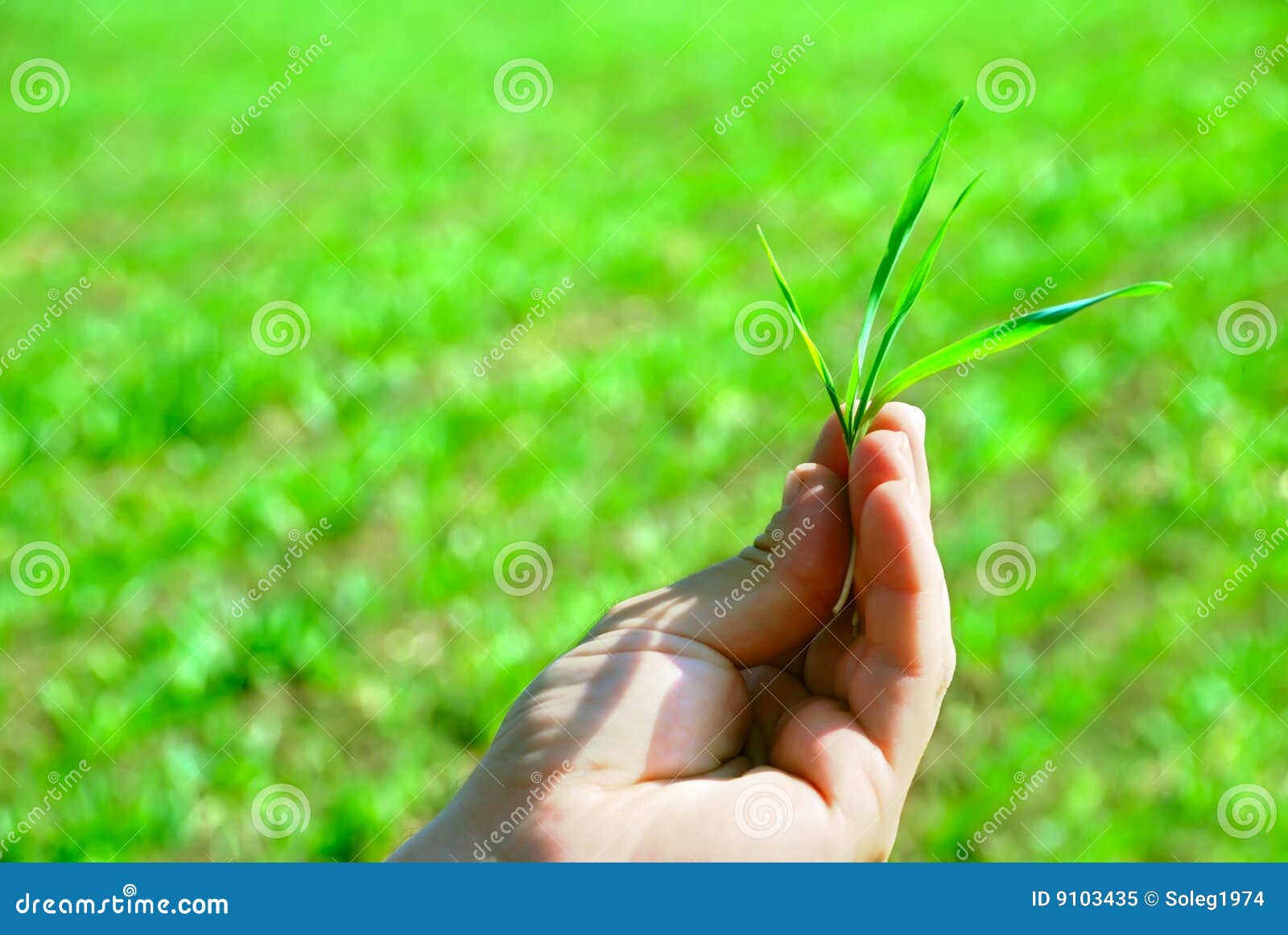 Hand holds a green grass stock image. Image of conceptual - 9103435