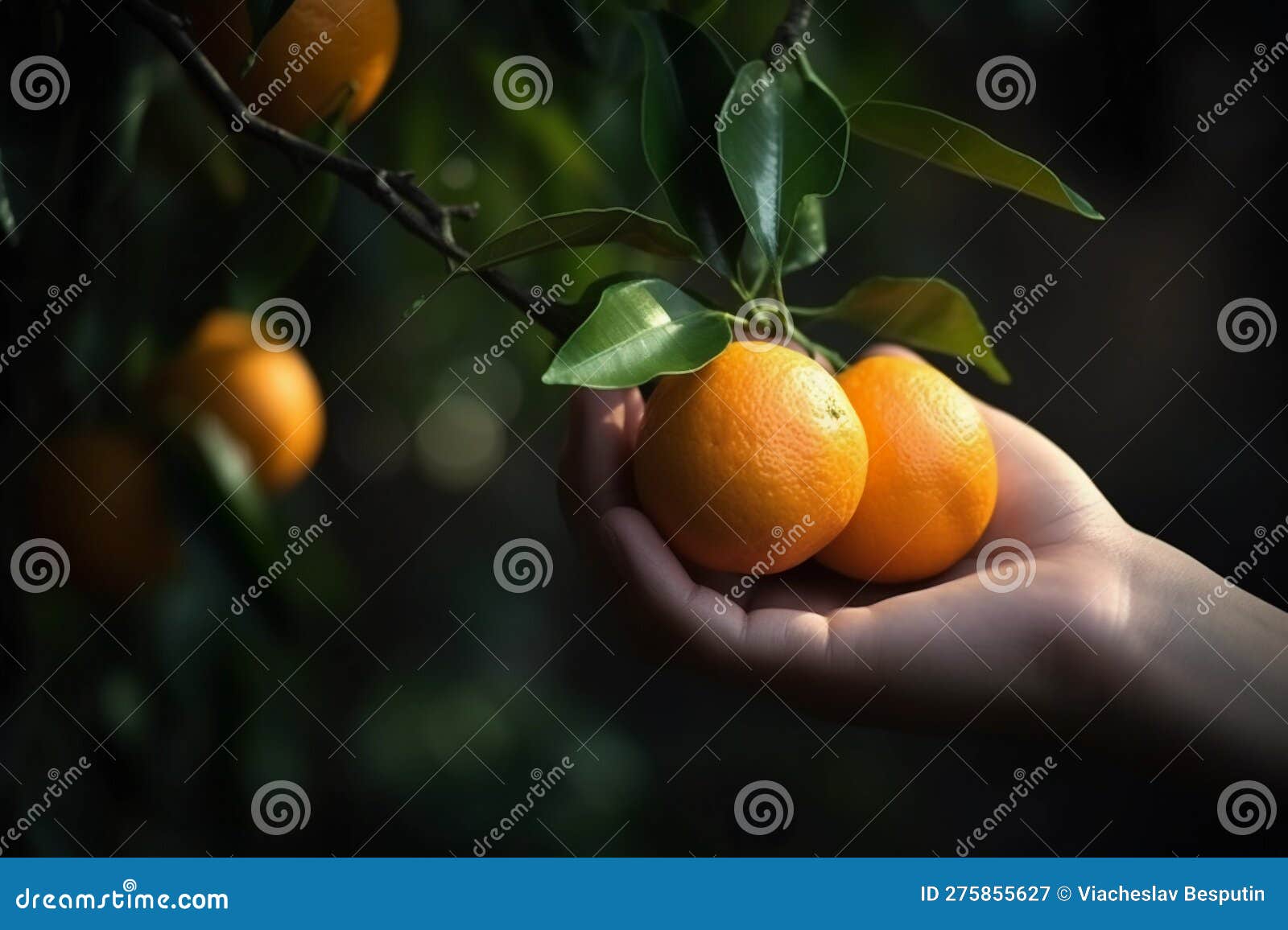 A Hand Holds an Orange Hanging on a Tree. Stock Illustration ...