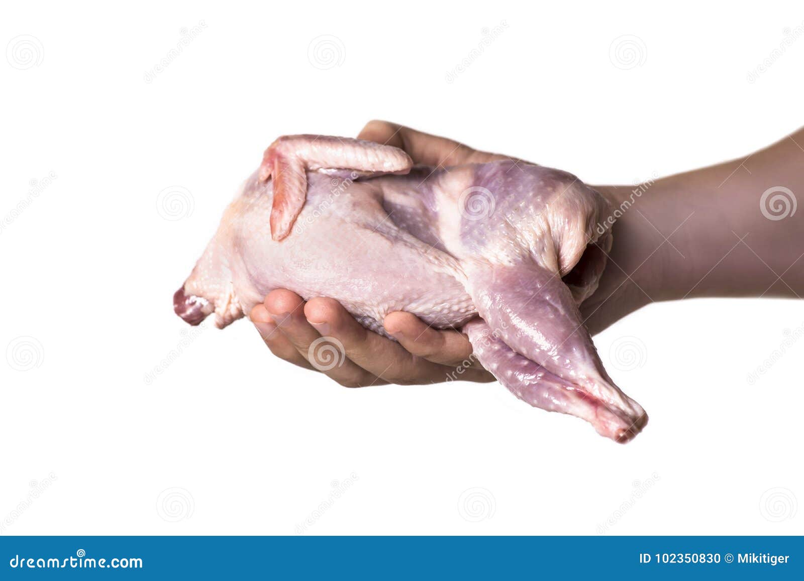 Hand Holds Raw Carcass of Quail Stock Photo - Image of chef, background ...