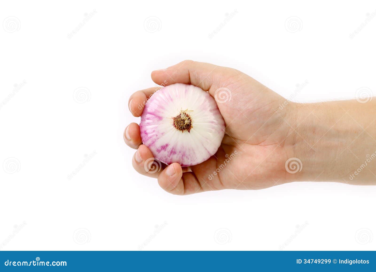 Hand holds red onion. stock image. Image of gourmet, isolated - 34749299