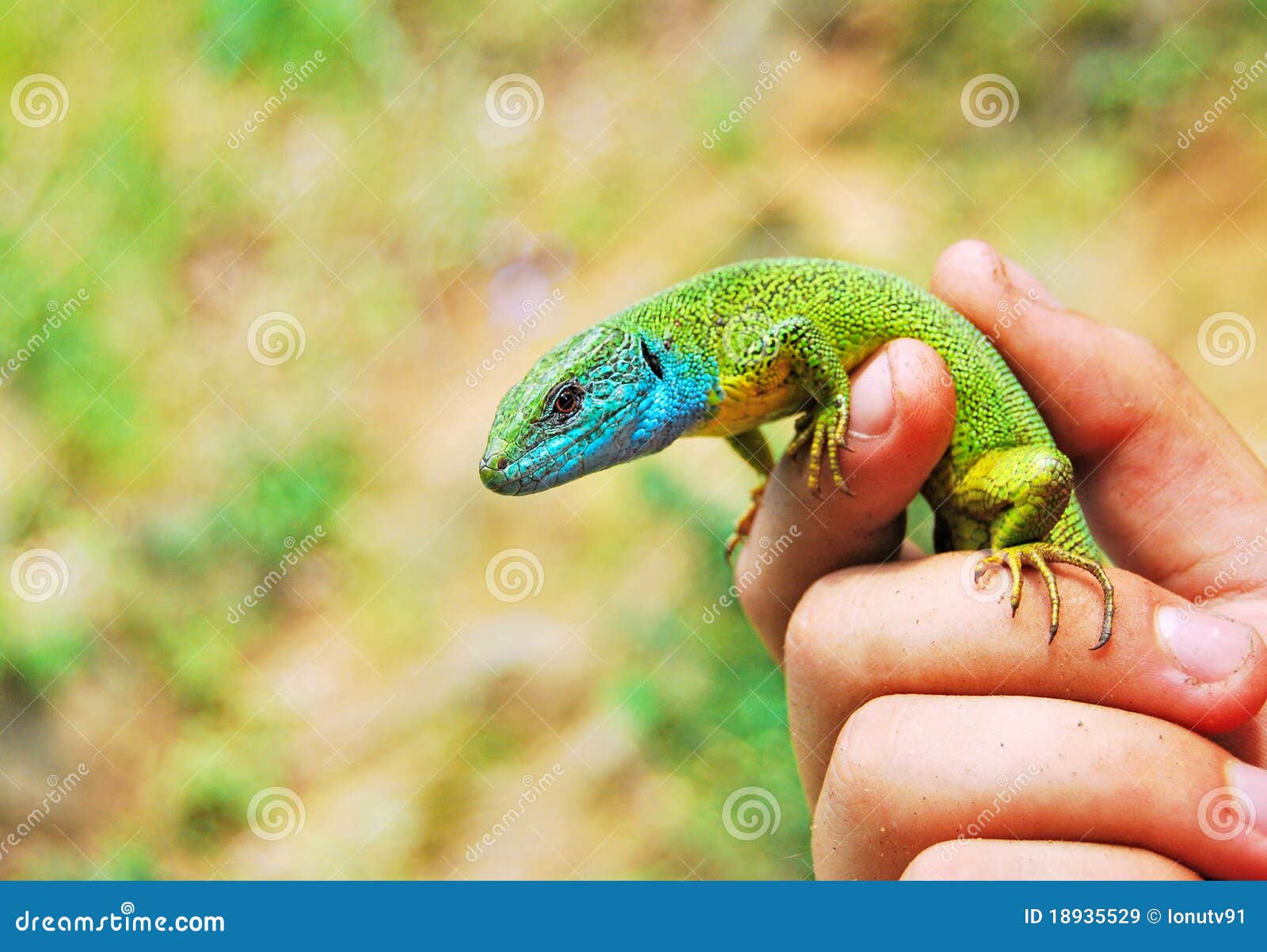 A Hand Holds A Small Lizard Stock Image - Image of escape, lizard: 18935529