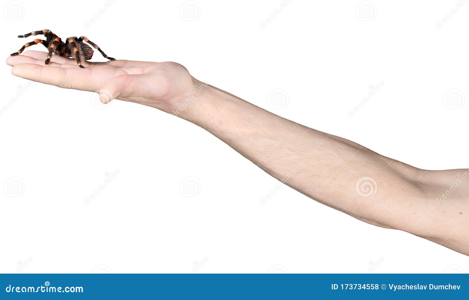 Hand Holds a Spider, Isolate on White Stock Photo - Image of emotional ...