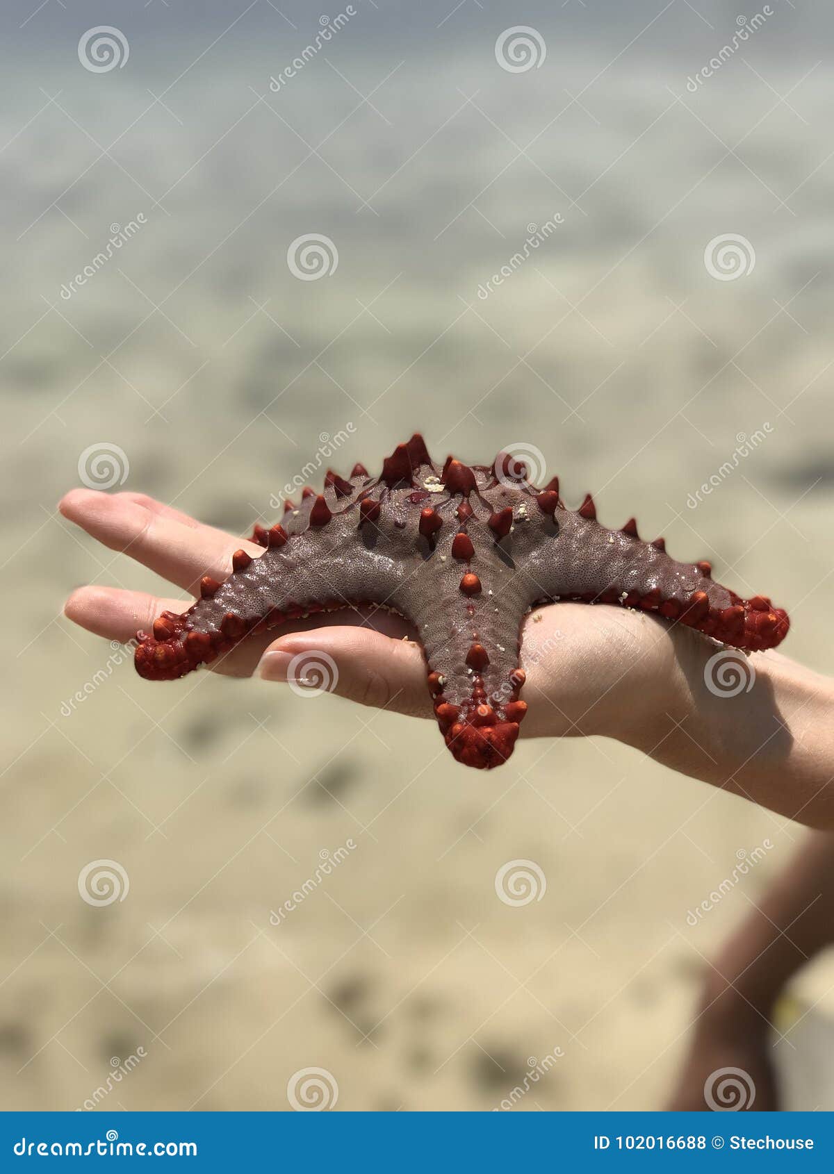 A hand holds a star fish stock photo. Image of star - 102016688