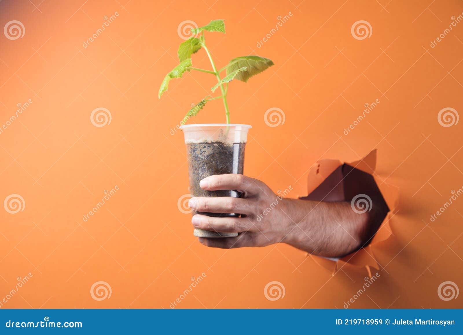 Hand holds tree sprout stock image. Image of natural - 219718959