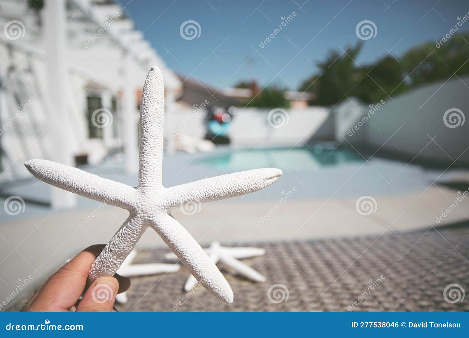 Hand Holds White Sea Start in Swimming Pool Backyard Background Stock ...