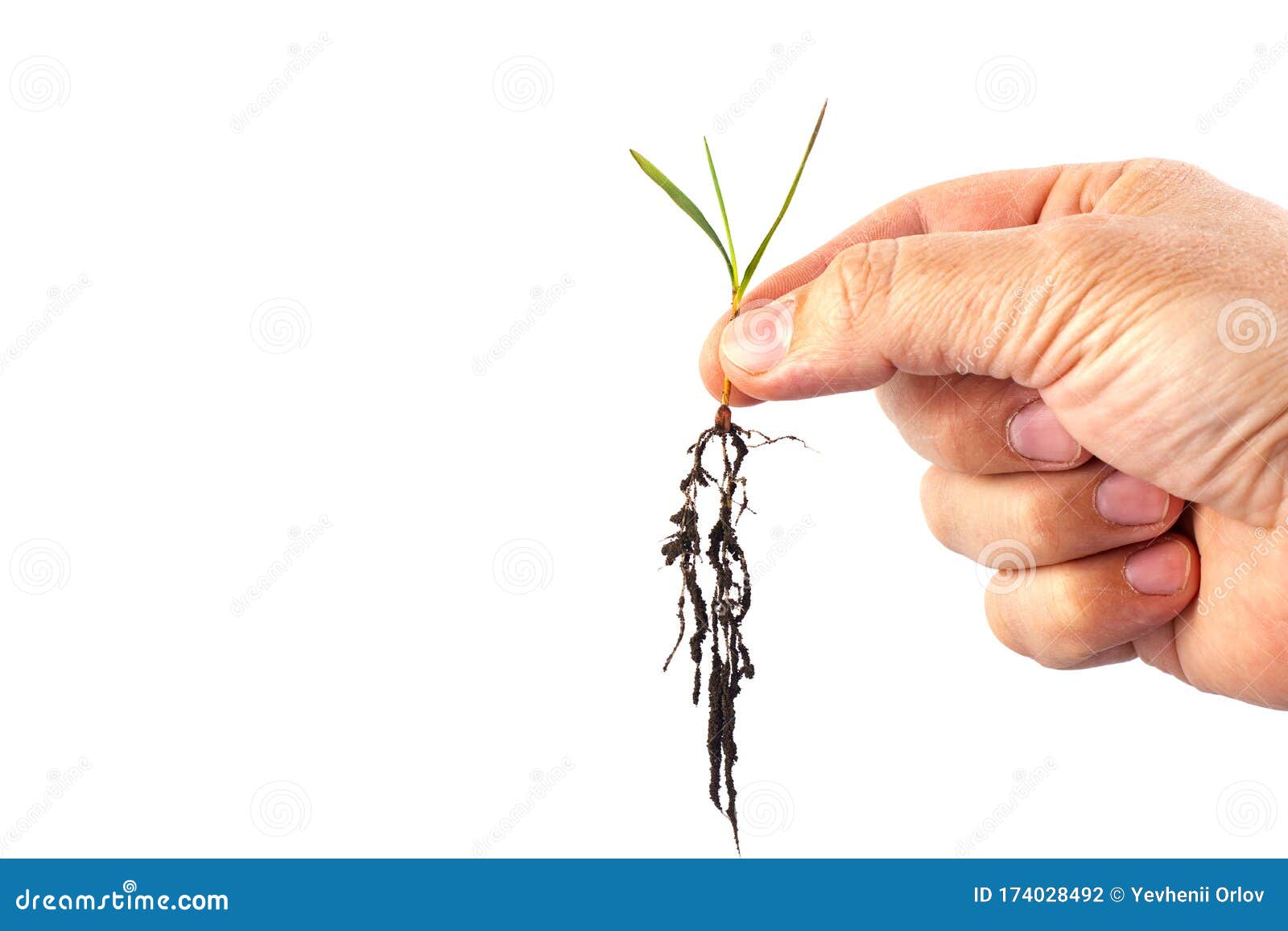 Hand Holds Young Wheat Plant Isolated on a White Background Stock Photo ...