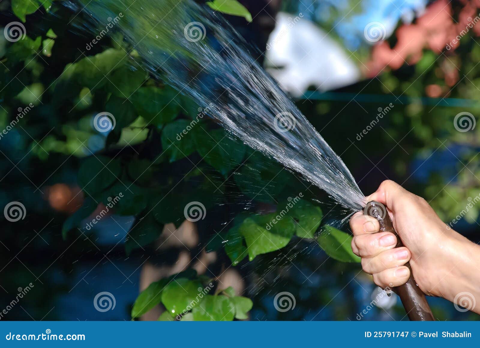 Hand with hose stock image. Image of garden, lawn, flora - 25791747