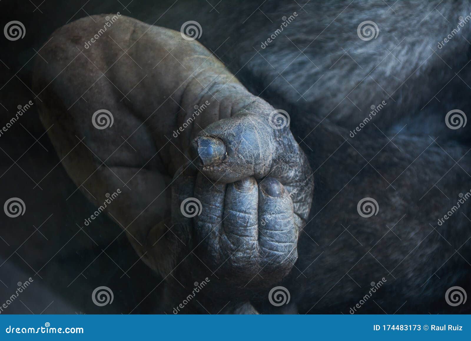 Hand of a Human Who is Not Human Stock Image - Image of mammal ...
