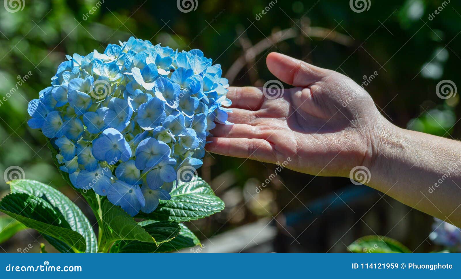 A Hand with Hydrangea Flower Stock Image - Image of hydrangea ...