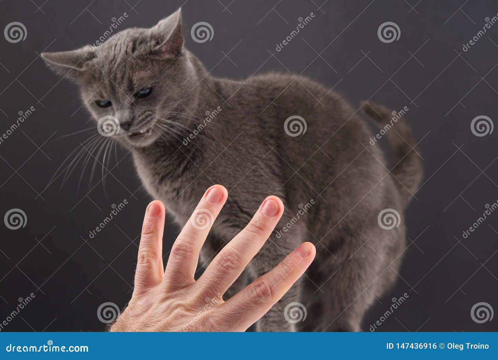 Hand with the Index Finger Indicates a Gray Cat Stock Photo - Image of ...