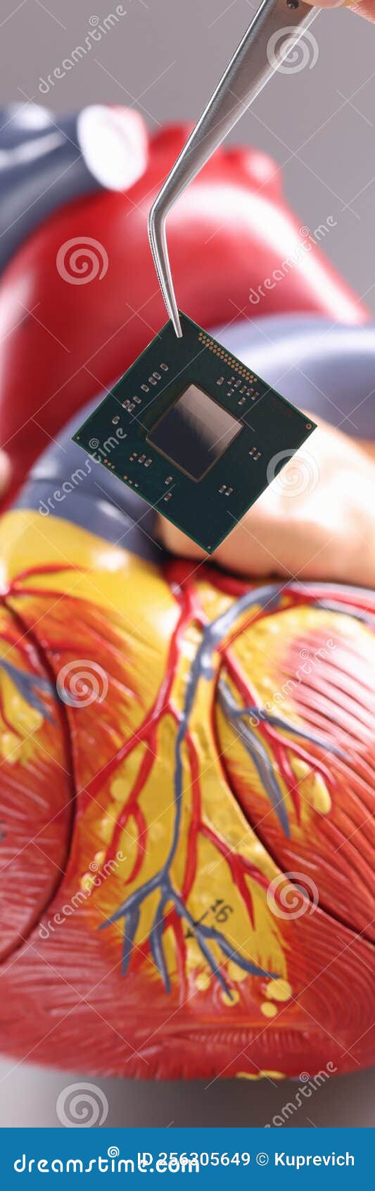 Hand Inserting Microchip into Artificial Heart Mockup Using Tweezers ...