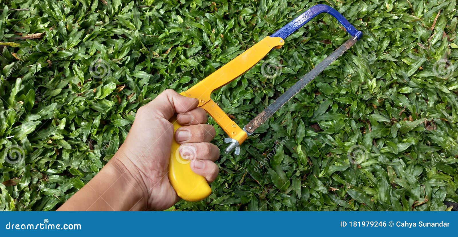 Hand iron saw stock photo. Image of produce, leaf, plant - 181979246