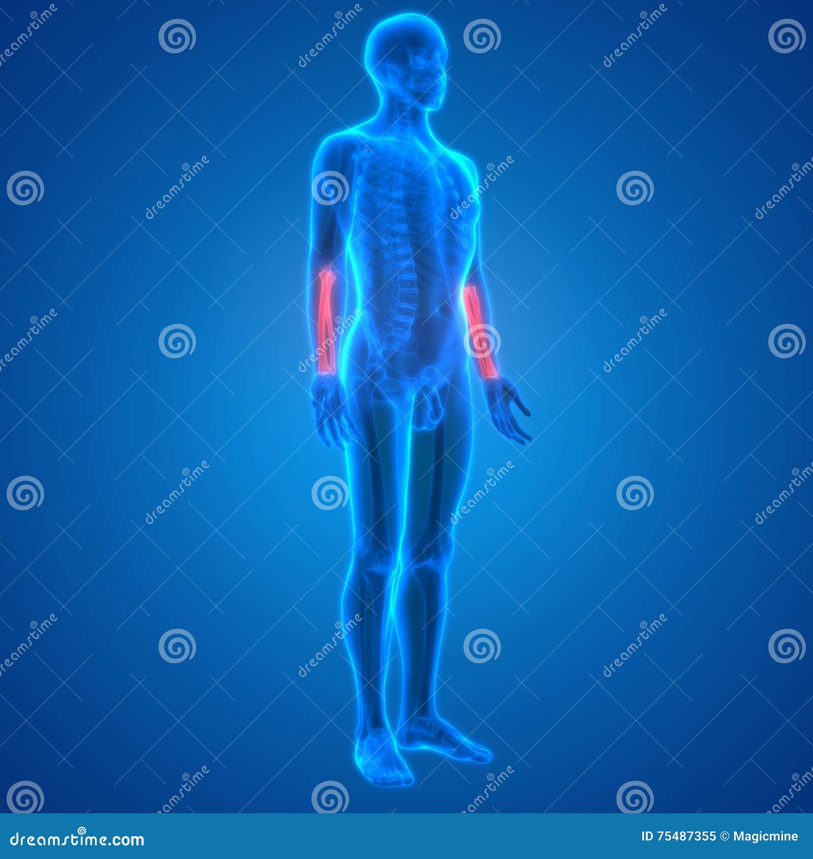 Hand Joints Ulna and Radius Stock Illustration - Illustration of ...