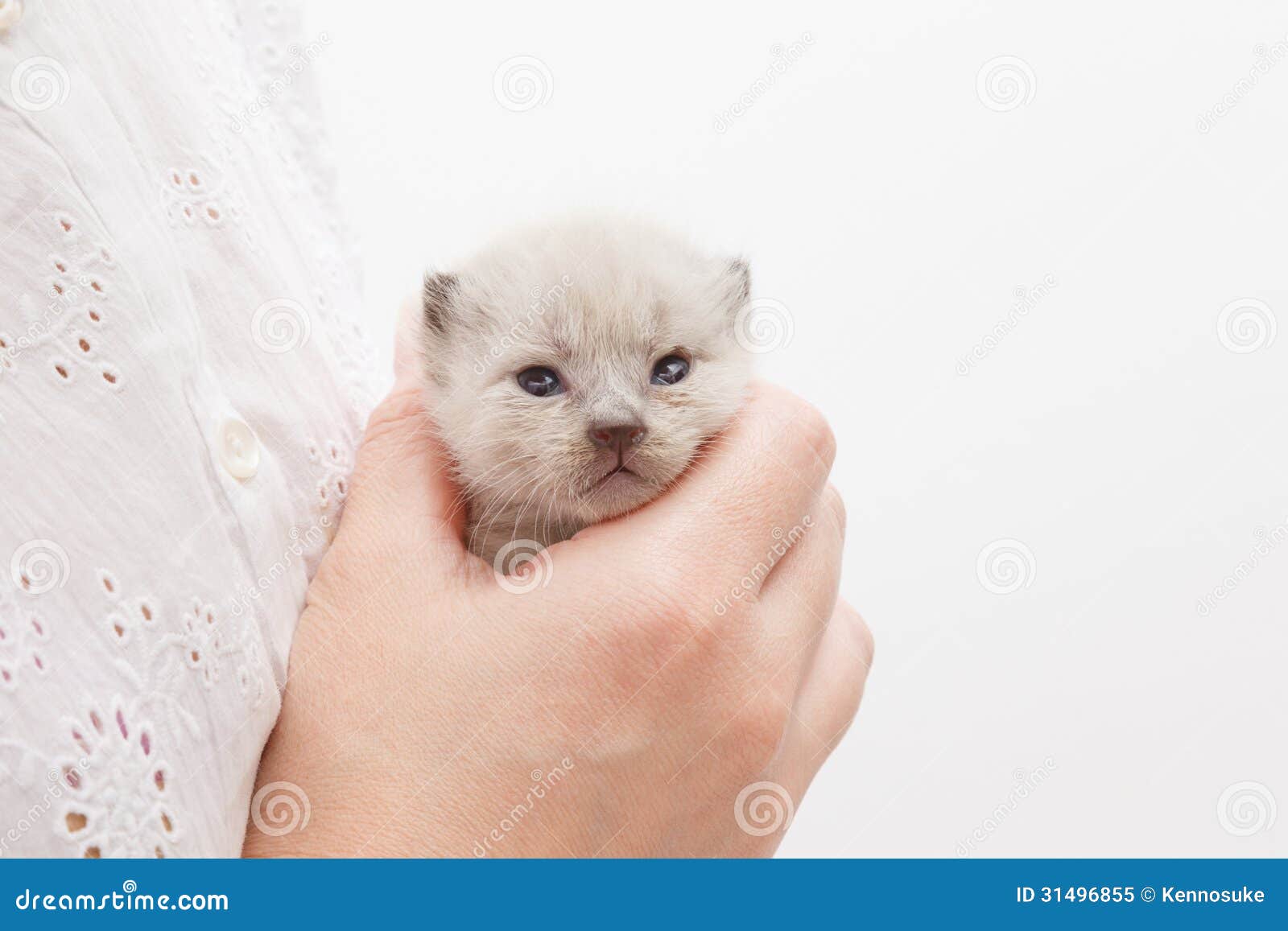 Hand and kitten stock image. Image of isolated, detail - 31496855