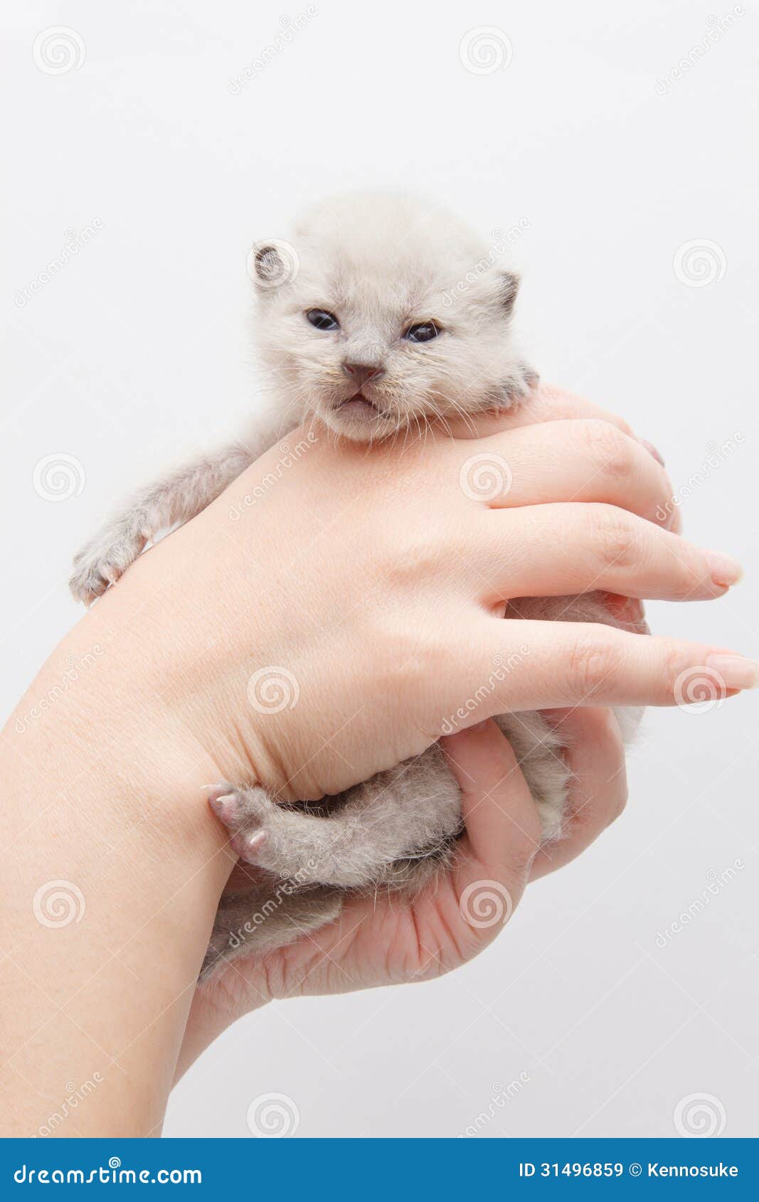 Hand and kitten stock image. Image of people, hands, biological - 31496859