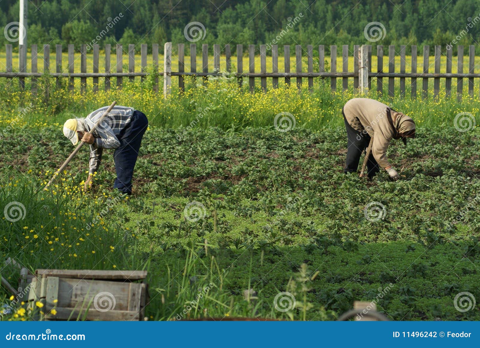 Hand labour stock photo. Image of land, food, expression - 11496242